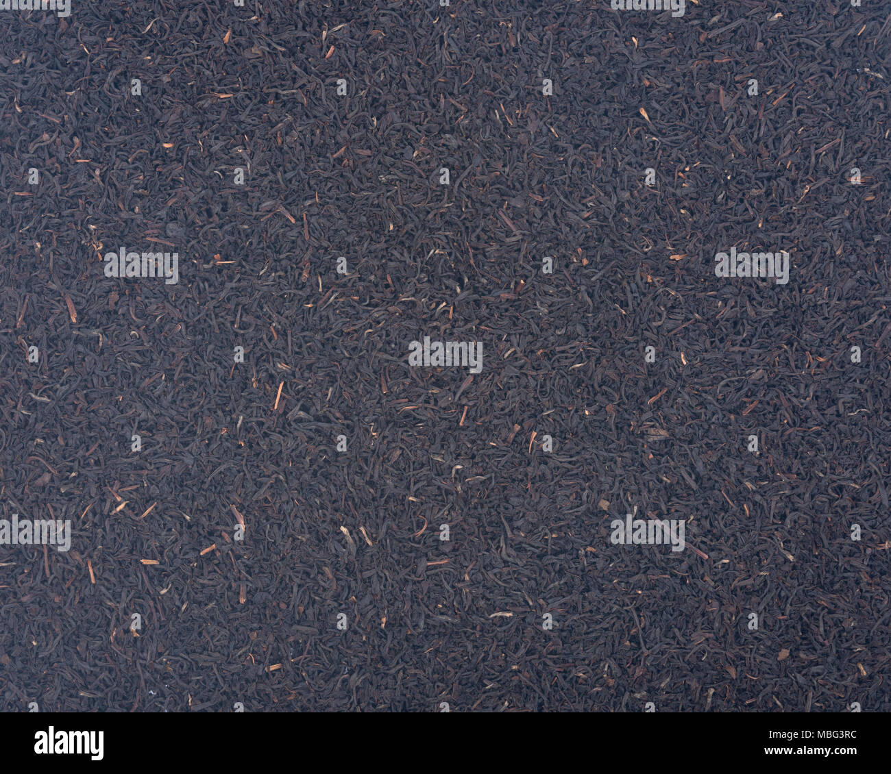 Assam tea camellia sinensis hi-res stock photography and images - Alamy
