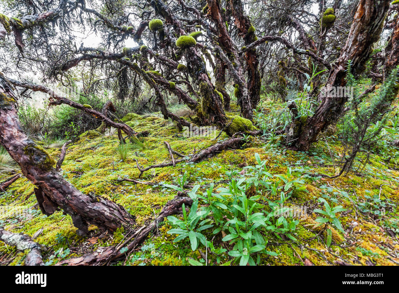 Polylepis trees at Ecological reserve Los Ilinizas Stock Photo - Alamy