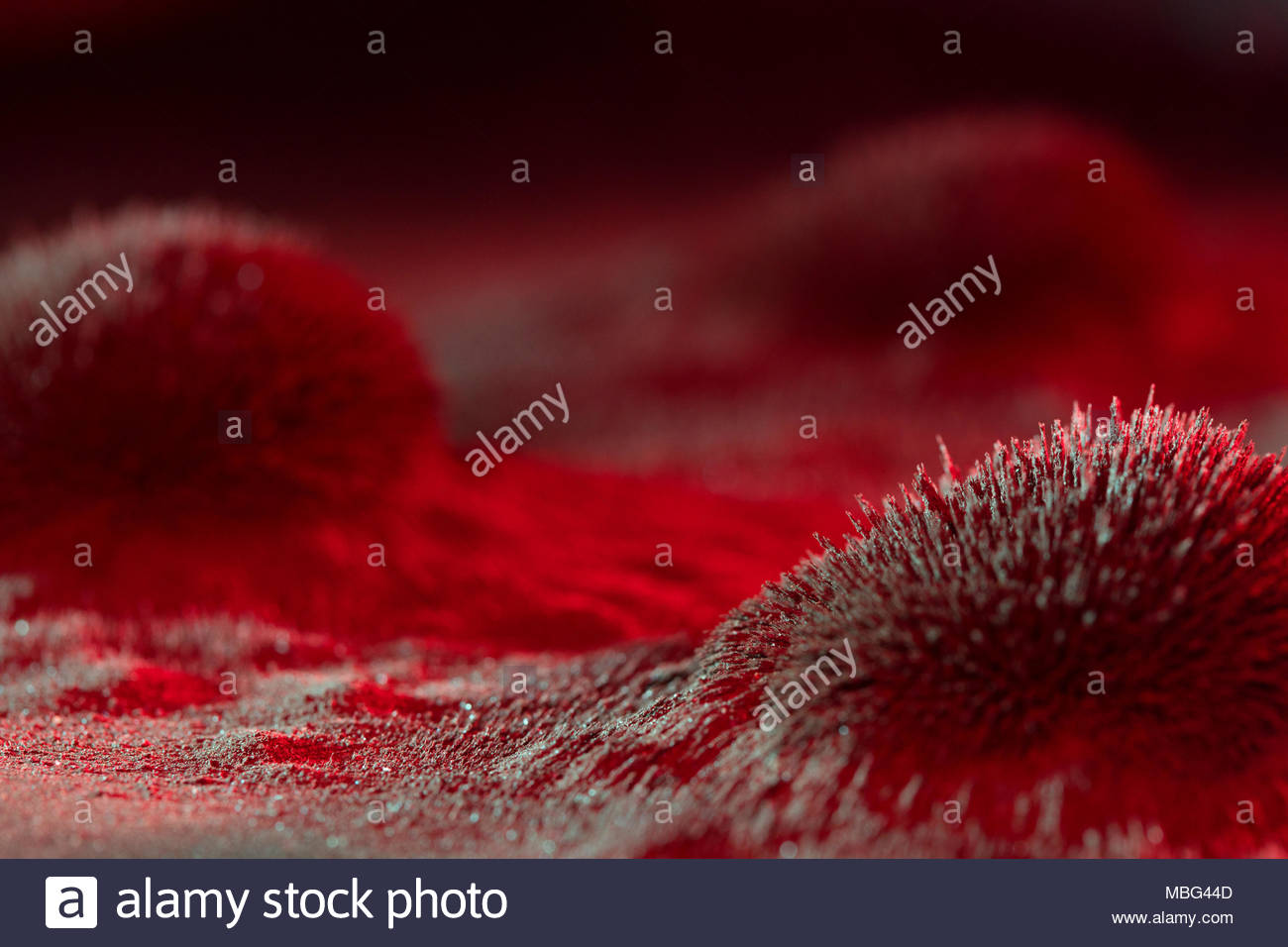 Microscopic image of bacteria hi-res stock photography and images - Alamy