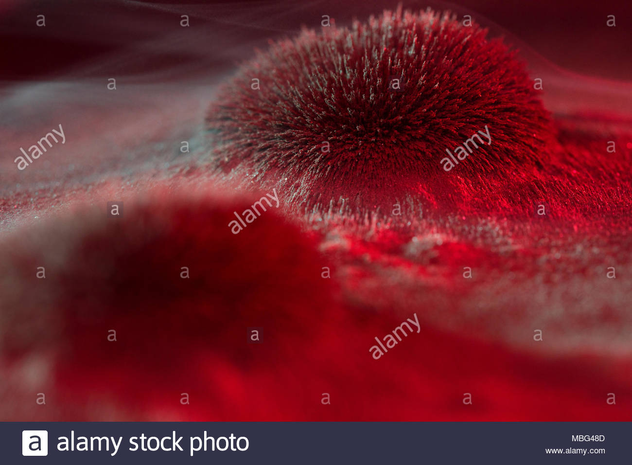 Red virus hi-res stock photography and images - Alamy