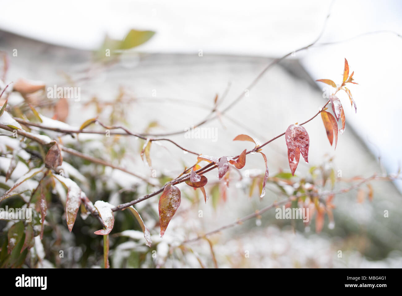 Remnants of fall color after snow and ice storm in North Carolina Stock ...