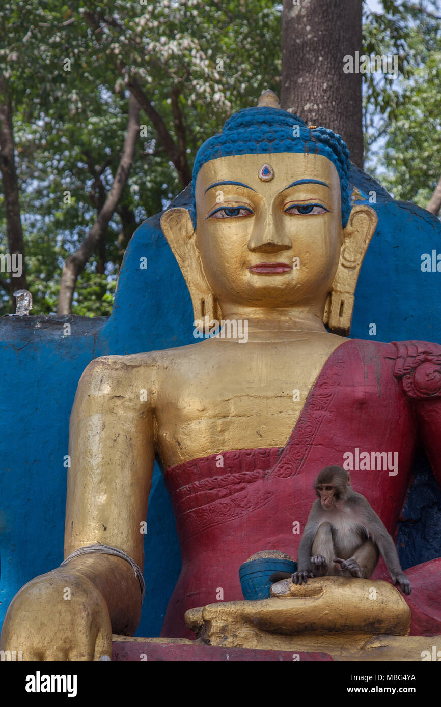 Monkey sitting swayambhunath temple hi-res stock photography and images ...