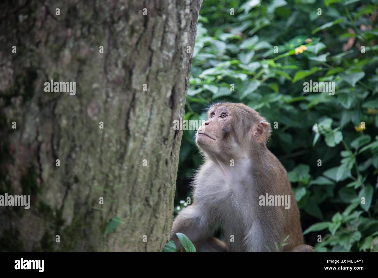 Adult monkey hi-res stock photography and images - Alamy