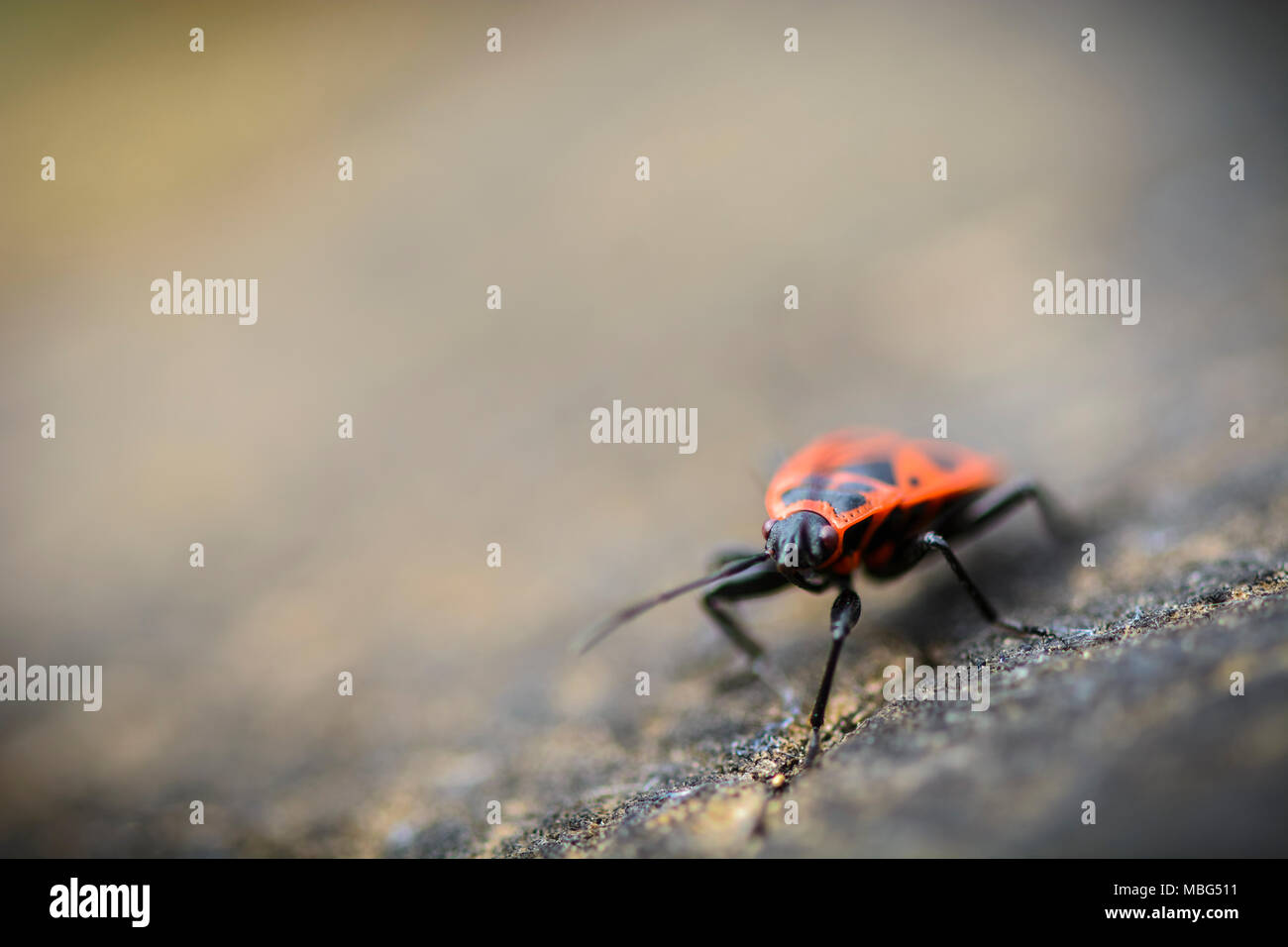 Firebug macro, head of a firebug against blurry background Stock Photo ...