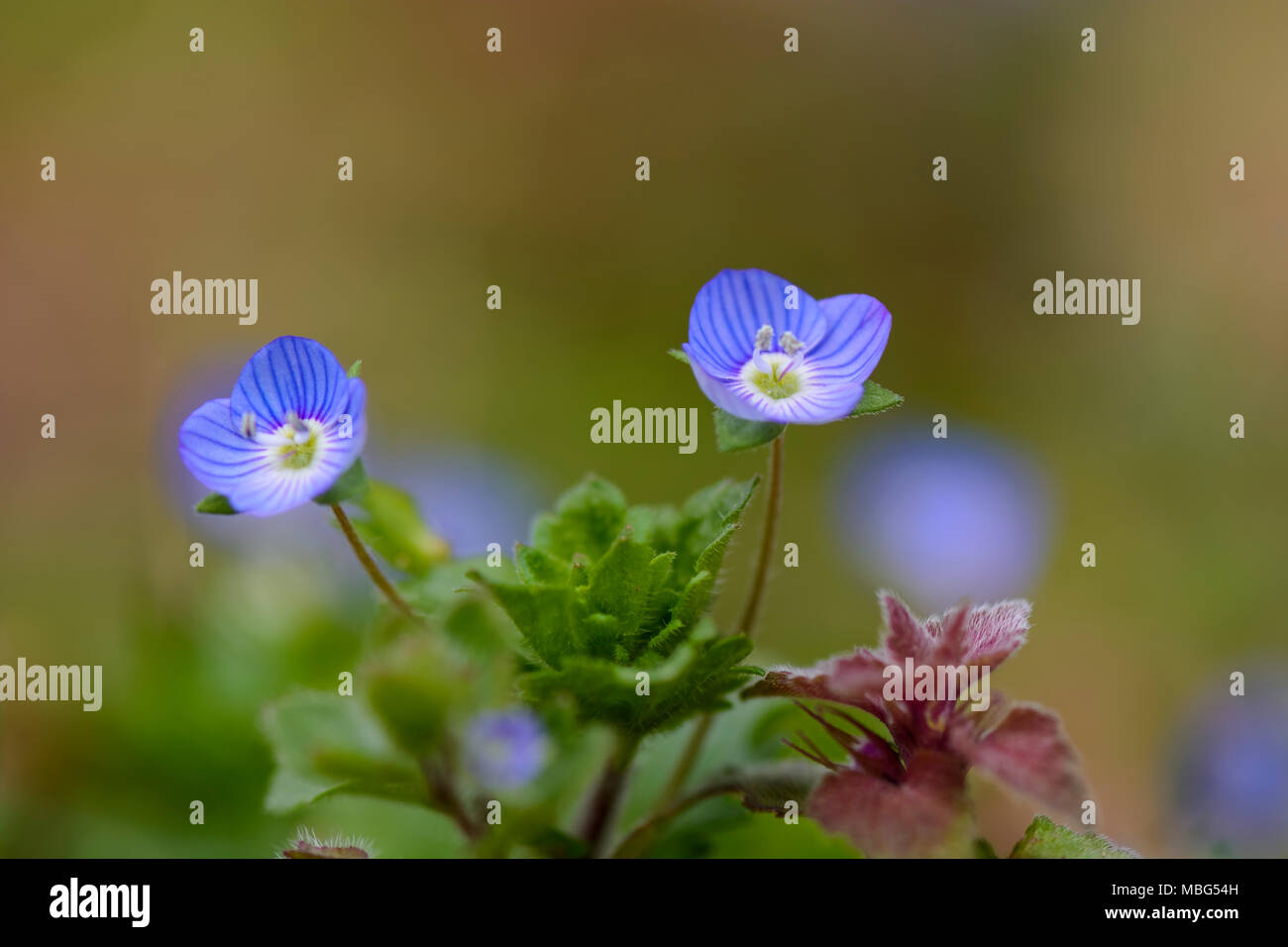 Medicinal plant common speedwell veronica hi-res stock photography and ...