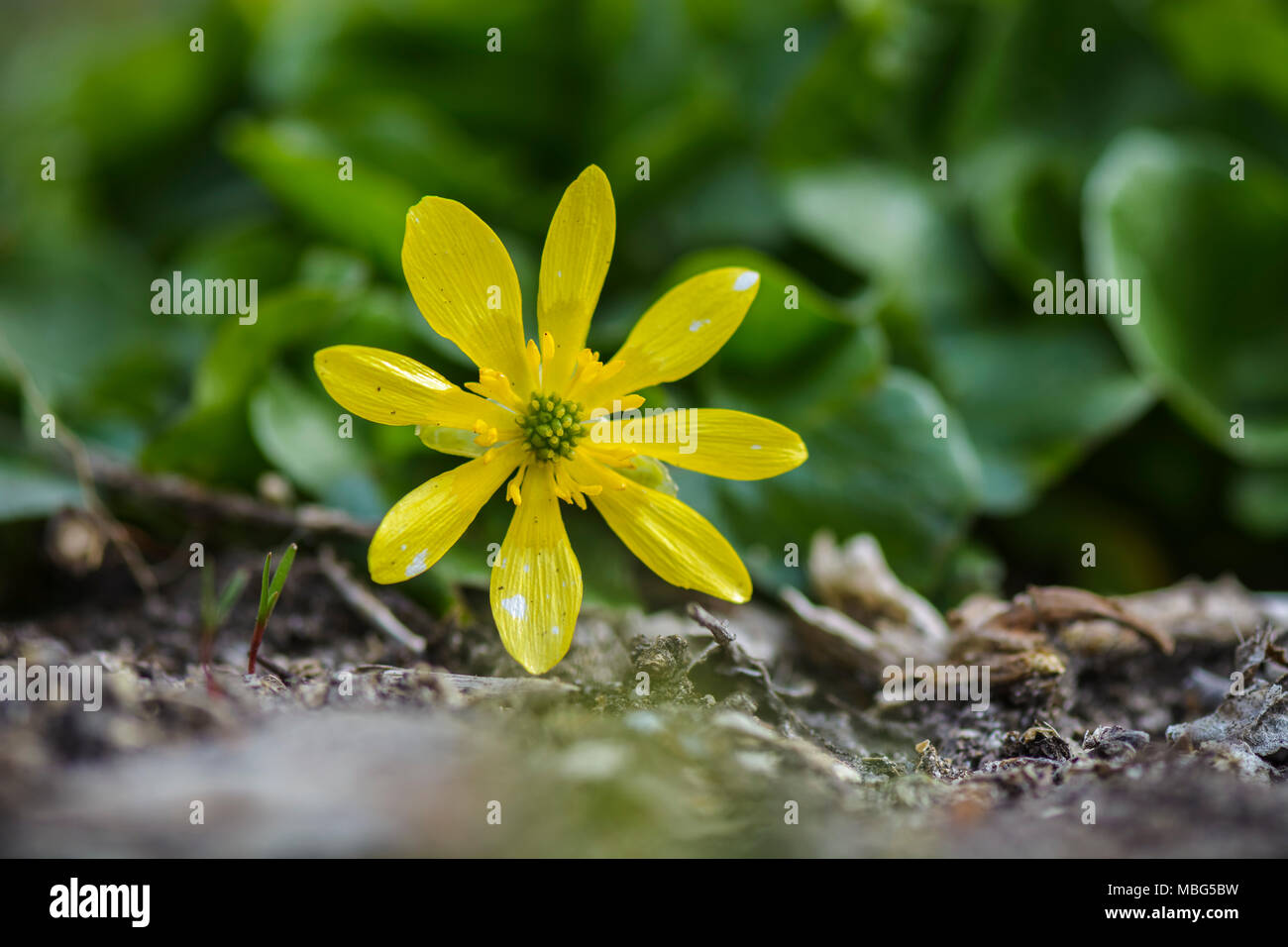 Ranunculus ficarioides hi-res stock photography and images - Alamy