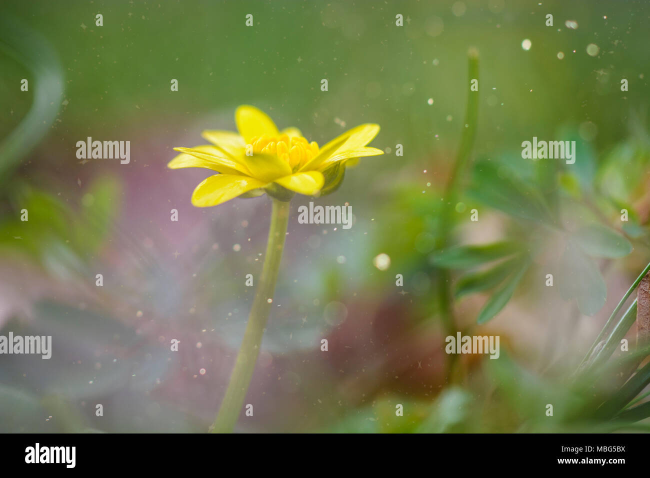 Ranunculus ficarioides hi-res stock photography and images - Alamy