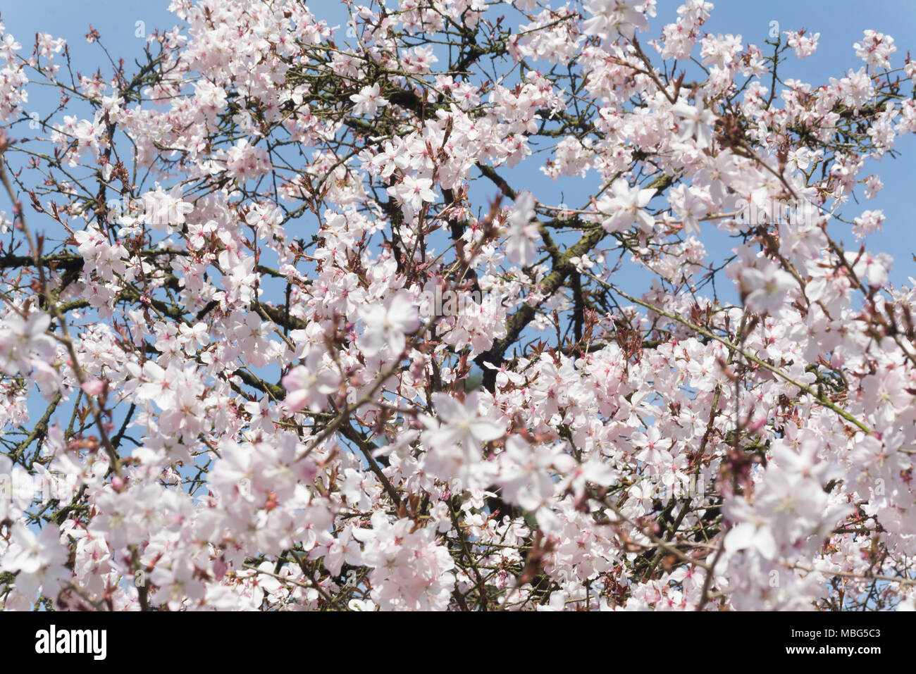 Cherry Blossom Confetti Stock Photo - Alamy