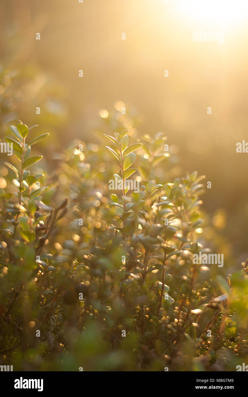 Green plants illuminated by bright sun on sunset Stock Photo - Alamy