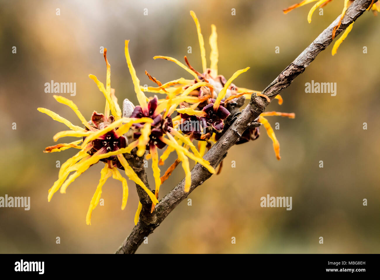 Witch hazel japonica, yellow flowering Japanese witch hazel Stock Photo ...