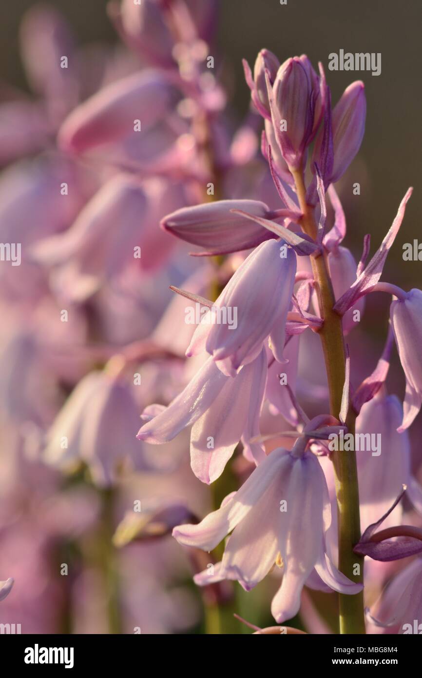 Pink wildlfowers hi-res stock photography and images - Alamy