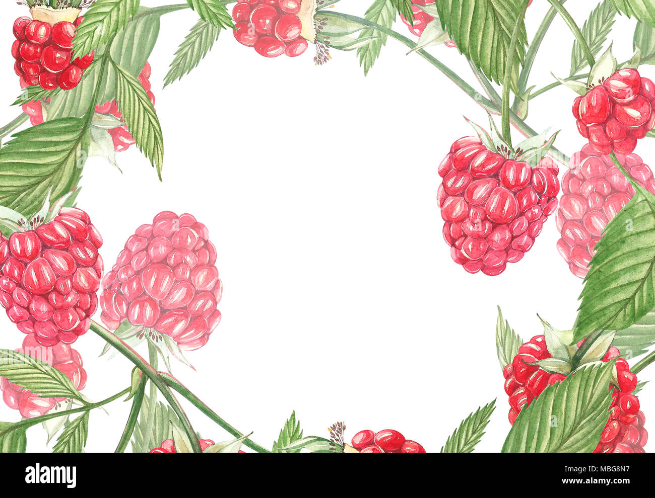 Hand drawn watercolor painting raspberry on white background. Frame ...