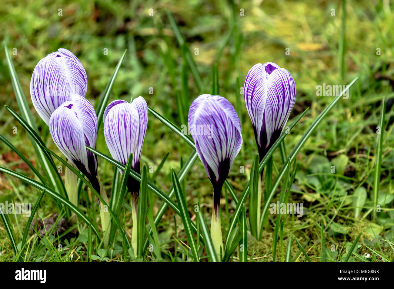 White striped crocuses hi-res stock photography and images - Alamy