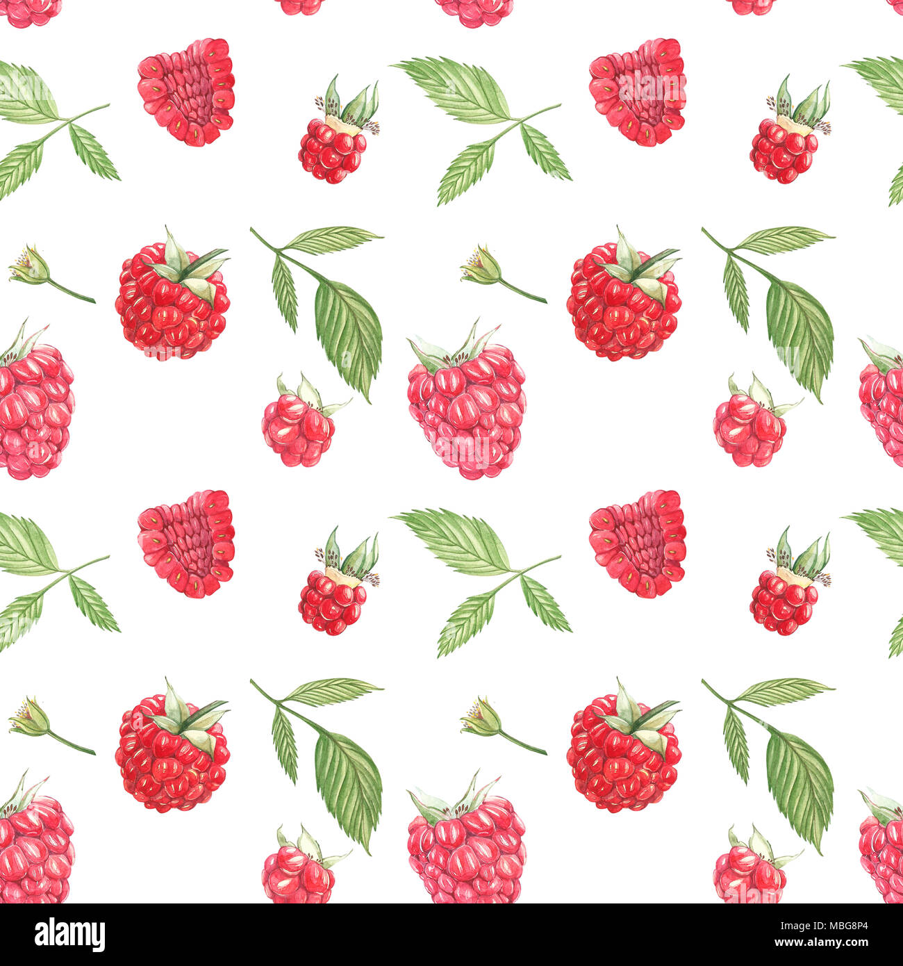 Hand drawn watercolor painting raspberry on white background. Botanical ...