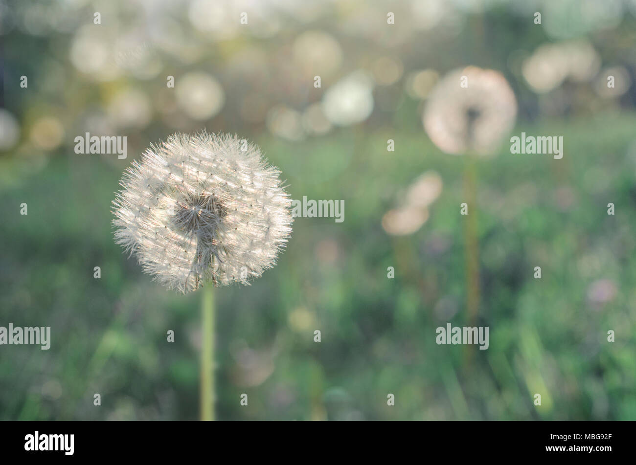 Field dandelion hi-res stock photography and images - Alamy