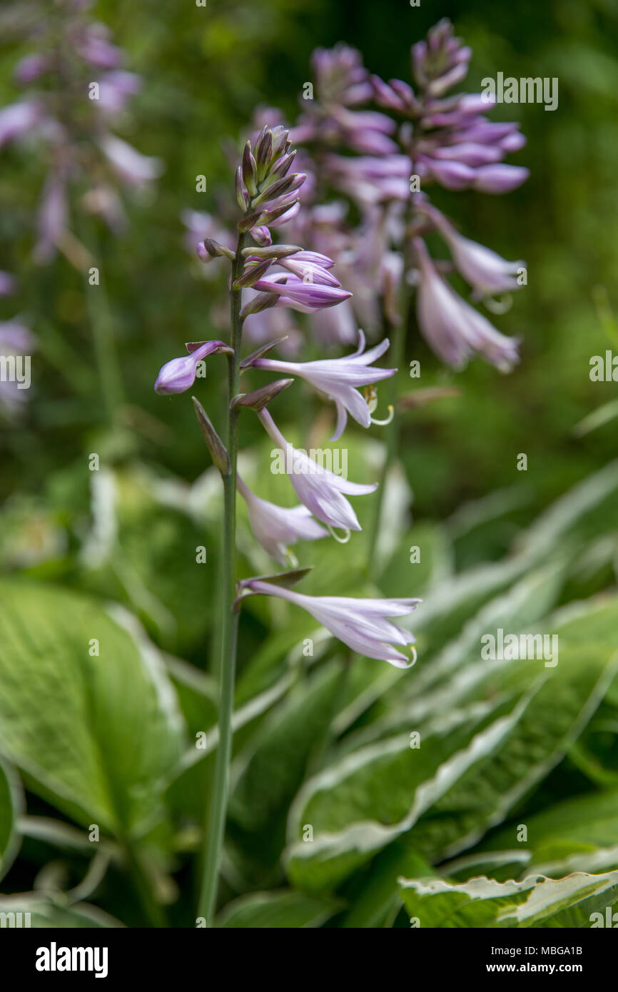 Violet flowers of blooming hosta Hosta undulata Stock Photo - Alamy