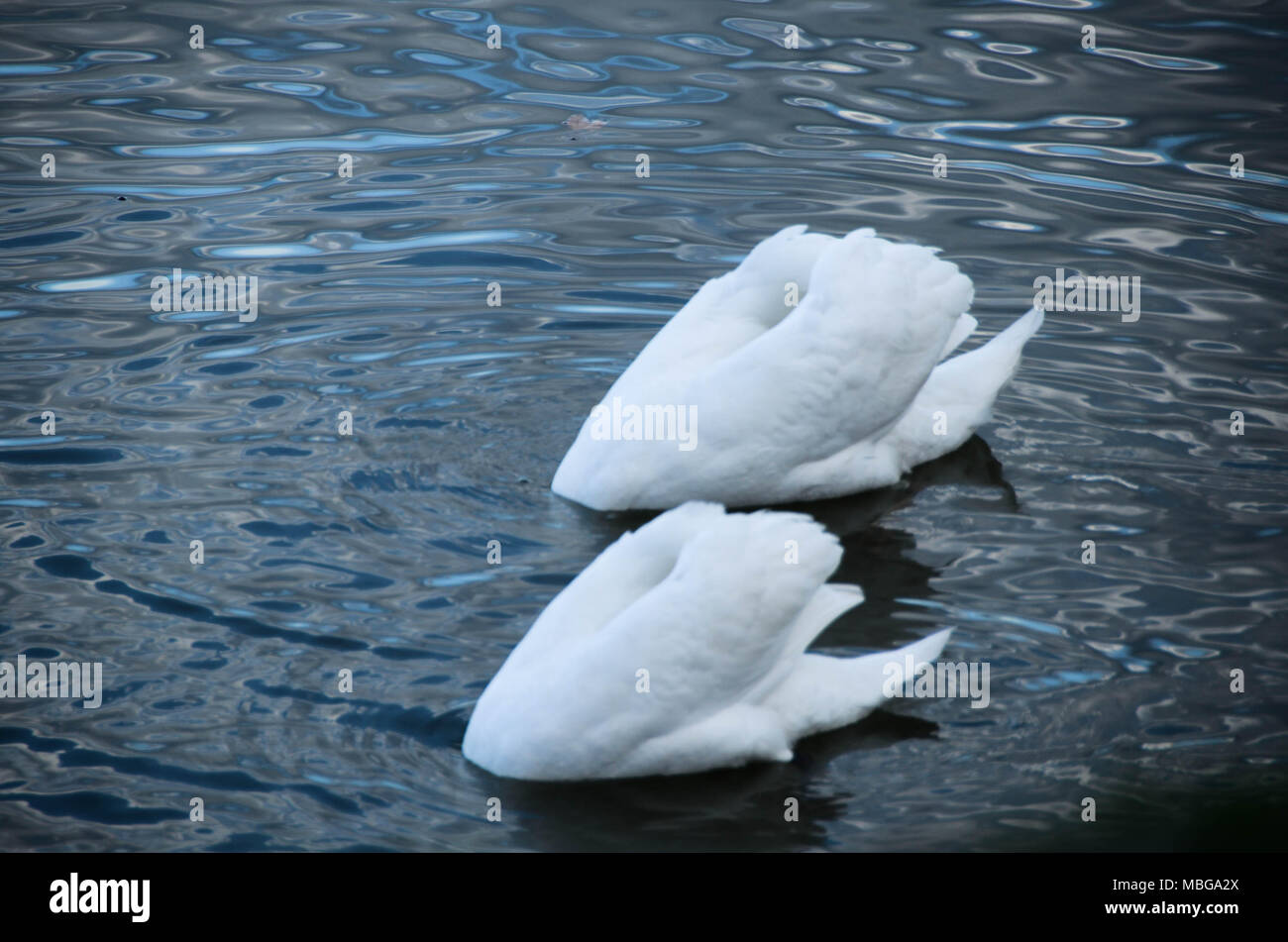 Swan in deep blue water Stock Photo - Alamy
