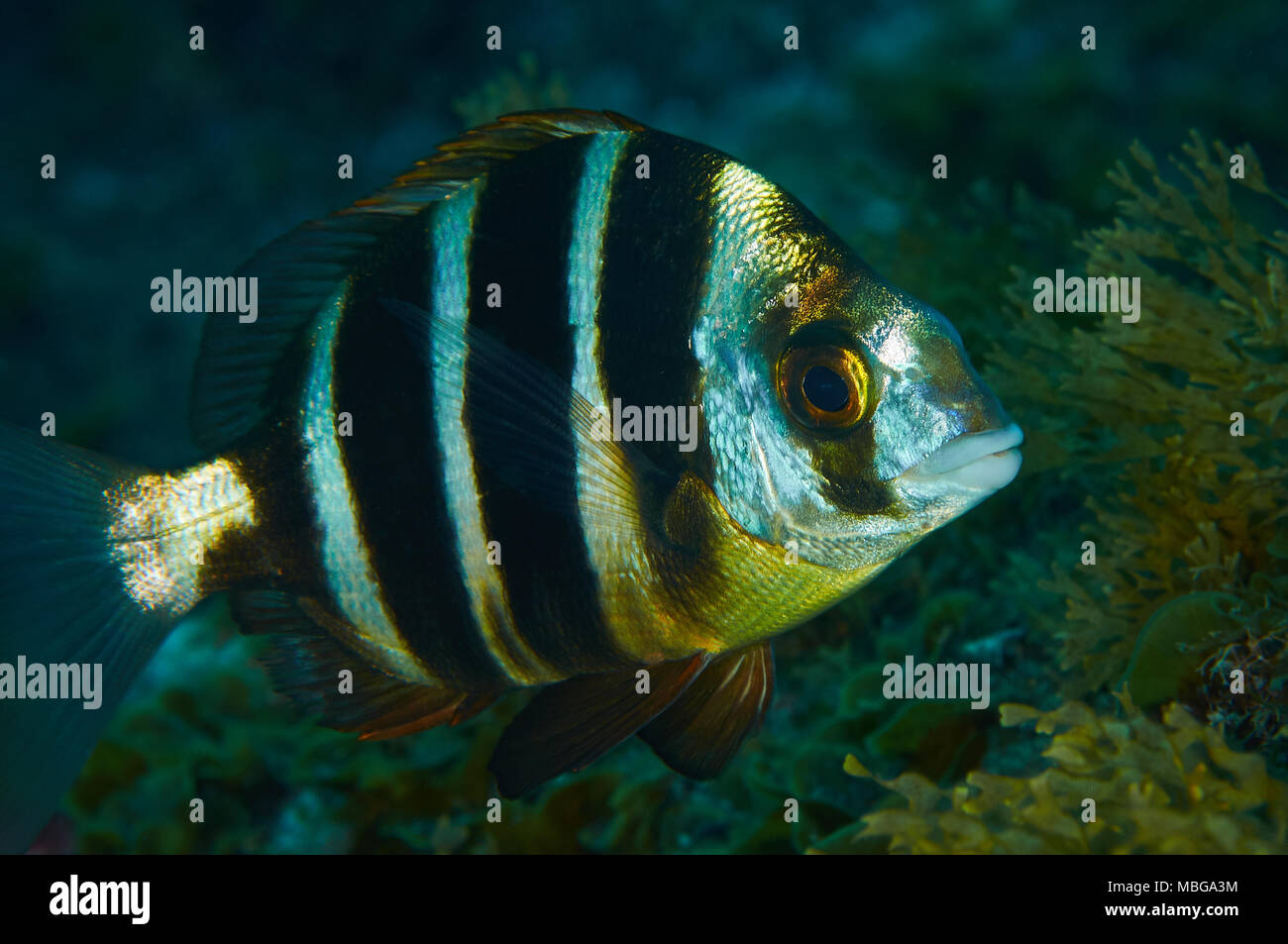 Zebra seabream (Diplodus cervinus) in Mar de las Calmas Marine Reserve ...