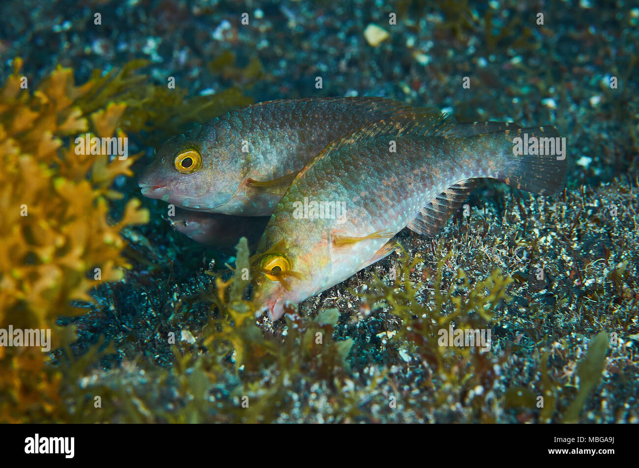 Mediterranean parrotfish (Sparisoma cretense) school in Mar de las ...