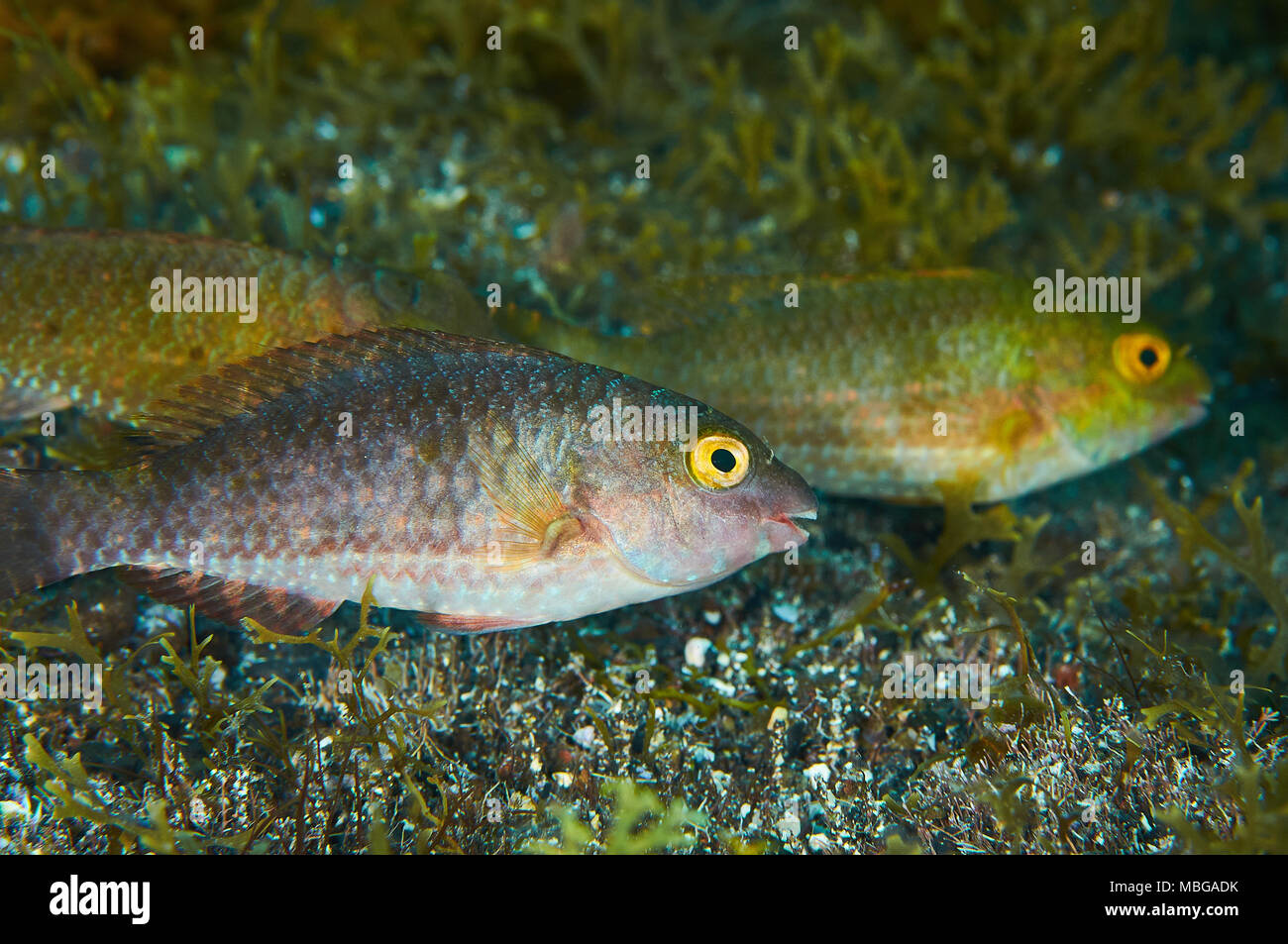 Mediterranean parrotfish (Sparisoma cretense) school in Mar de las ...