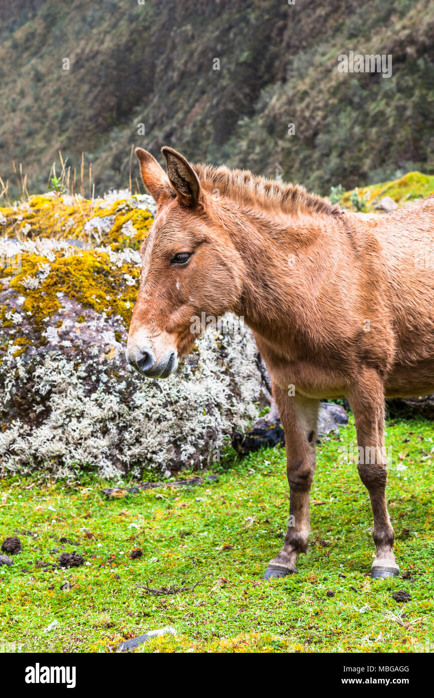 Donkey peak hi-res stock photography and images - Alamy