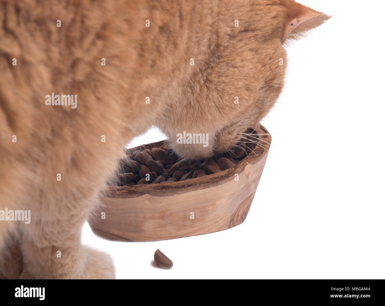 Organic pine nuts in shell in olive wood bowl and red fat cat isolated ...