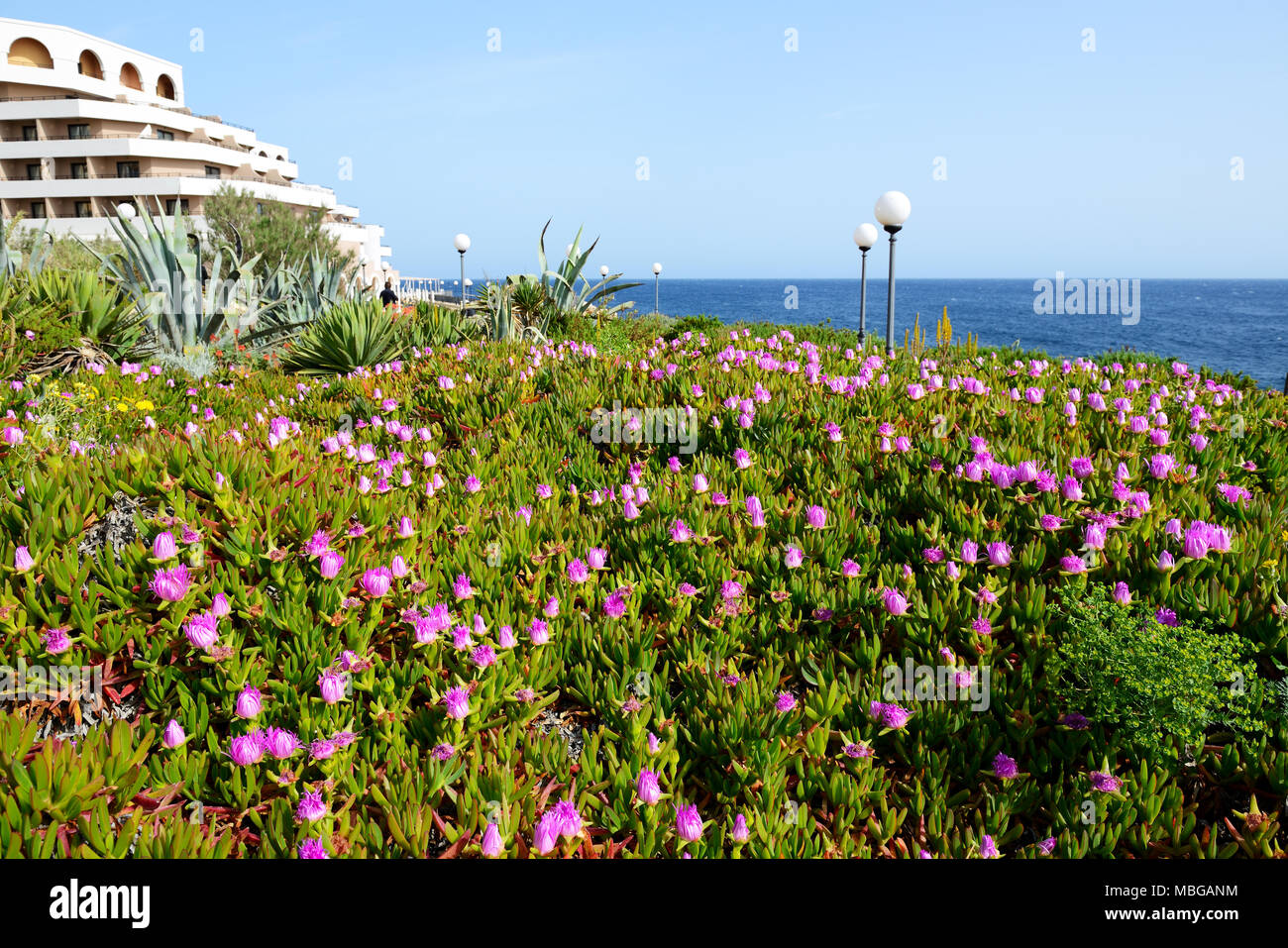 The flowers are near beach, Malta island Stock Photo - Alamy