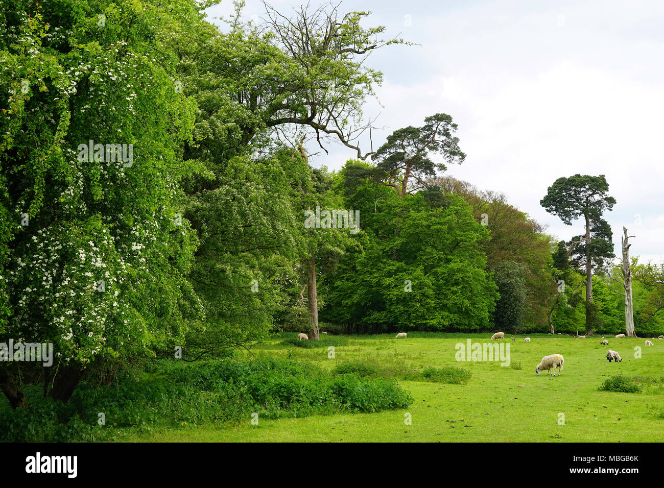 Ayot green hi-res stock photography and images - Alamy