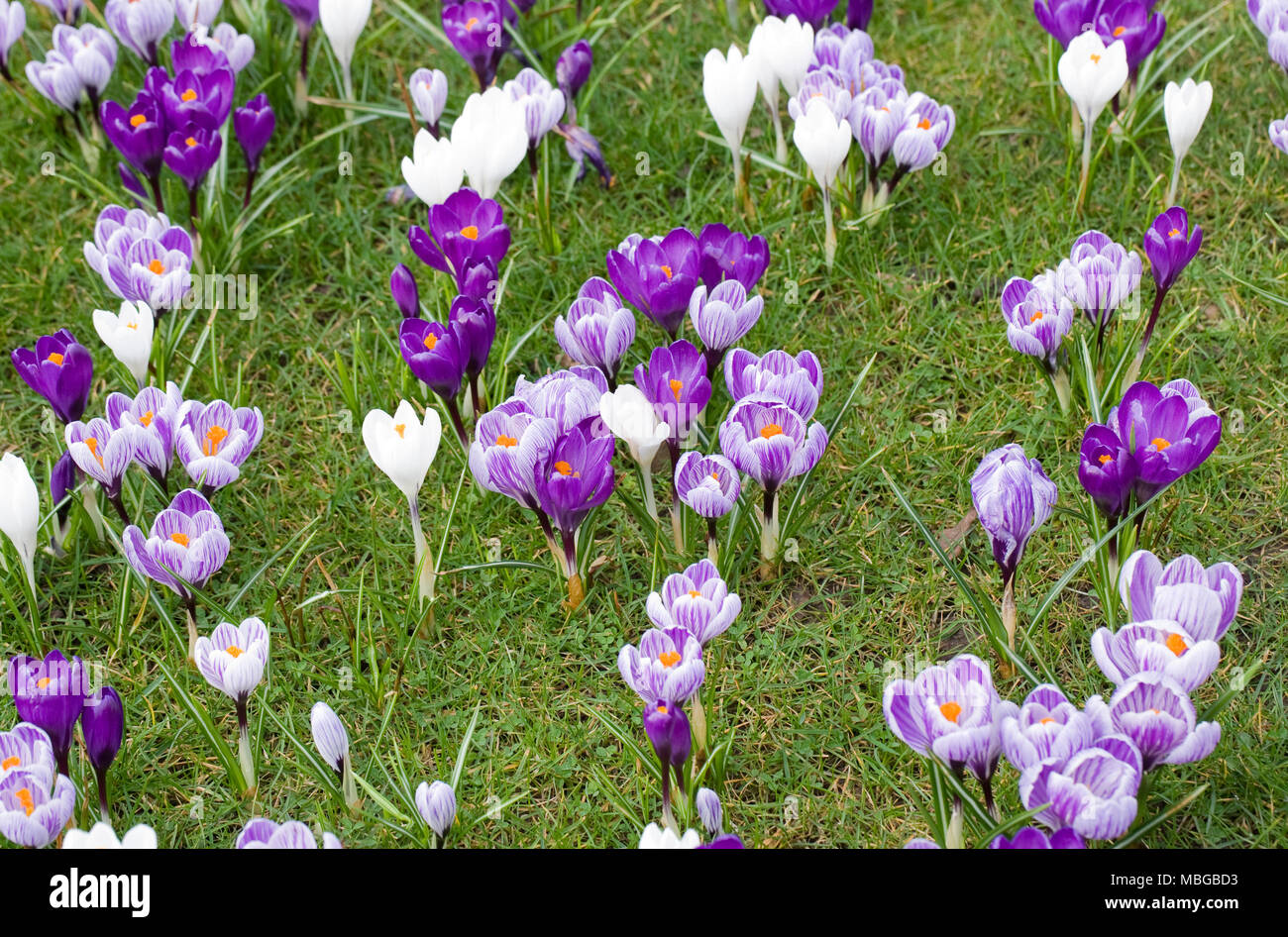 Spring crocuses growing in grassland Stock Photo - Alamy