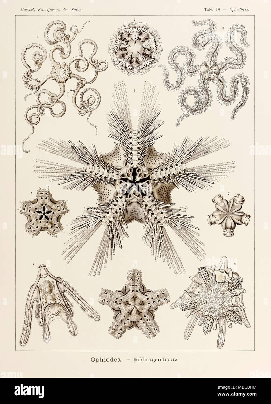 Plate 10 Ophiothrix Ophiodea from ‘Kunstformen der Natur’ (Art Forms in ...