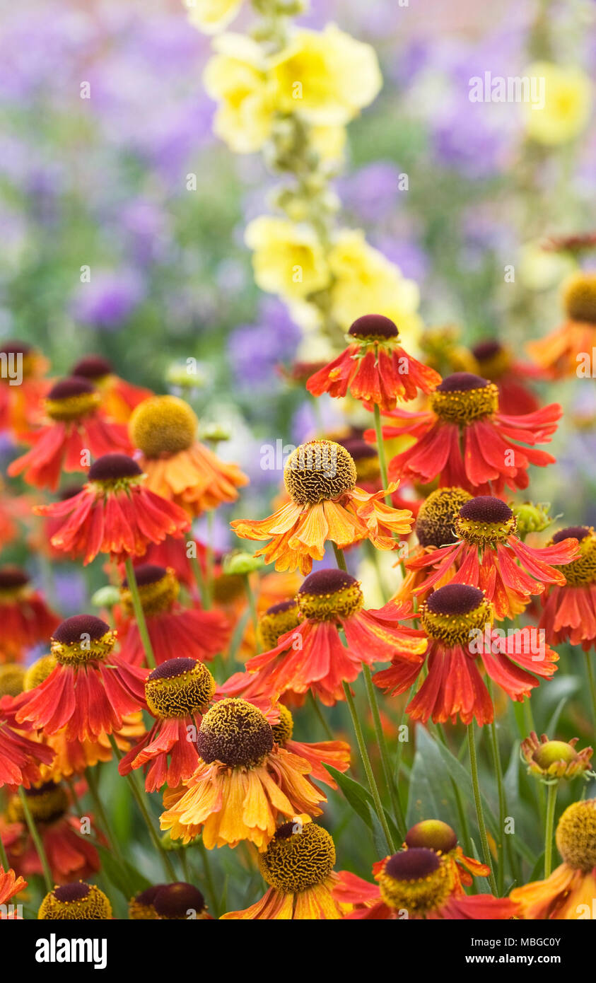 Helenium cultivar hi-res stock photography and images - Alamy