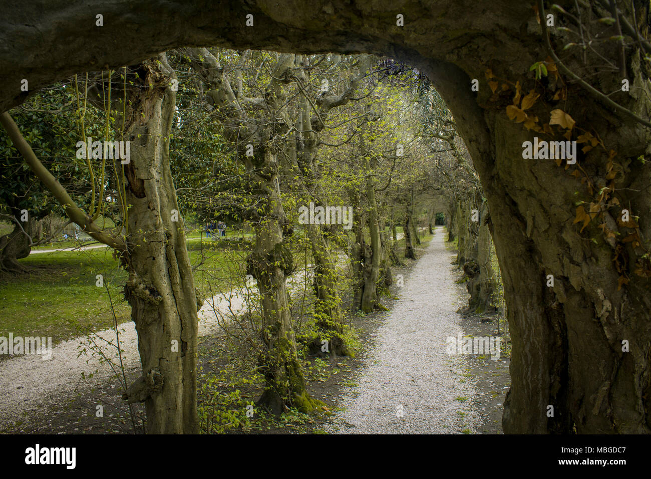 Alley spring hi-res stock photography and images - Alamy