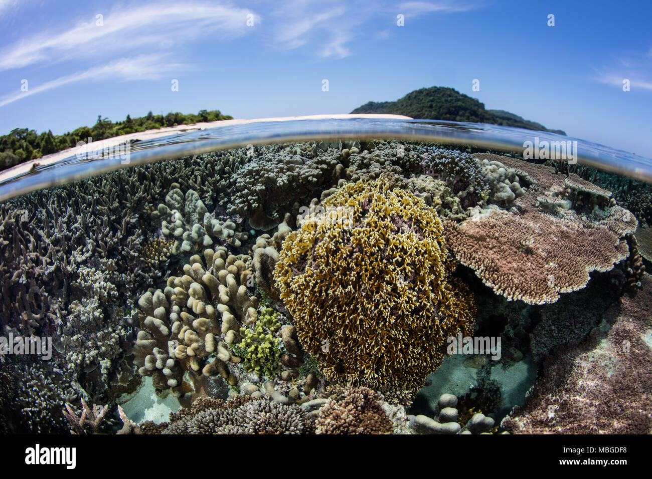 A beautiful coral reef grows near a remote Indonesian island in the ...