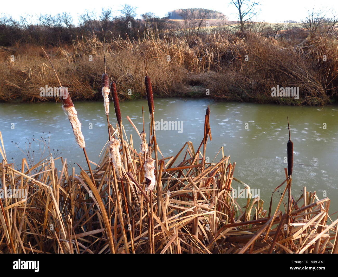 Ecosystem pond hi-res stock photography and images - Alamy