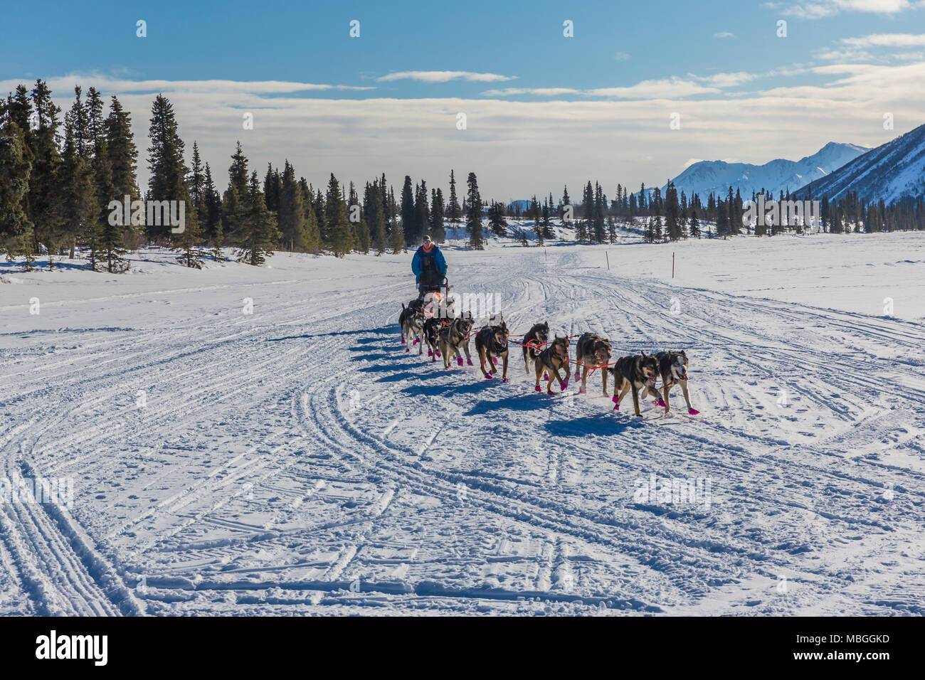 Dog sled team arriving at Rainy Pass checkpoint in Iditarod Race Stock ...