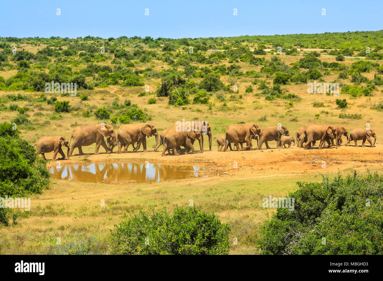African steppe elephant in addo national park hi-res stock photography ...