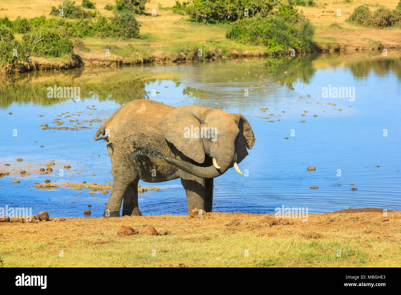 African elephant mud shower spraying mud over its body at Addo Elephant ...