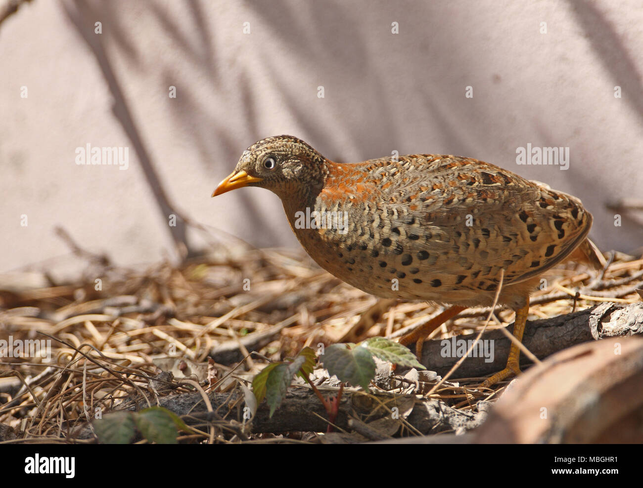 Yellow-legged Buttonquail (Turnix tanki blanfordii) migrant adult ...