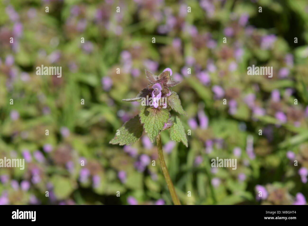 Lamium purpureum blooming in the garden. Medicinal plants Stock Photo ...