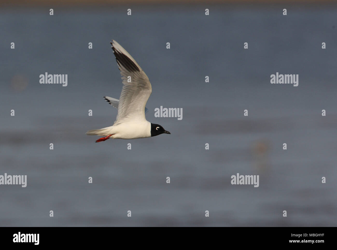 Larus saundersi hi-res stock photography and images - Alamy