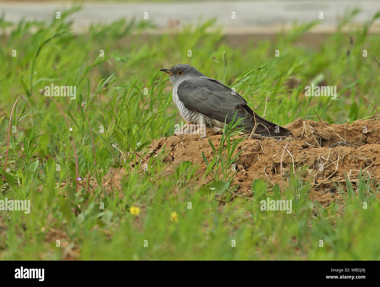 Oriental Cuckoo
