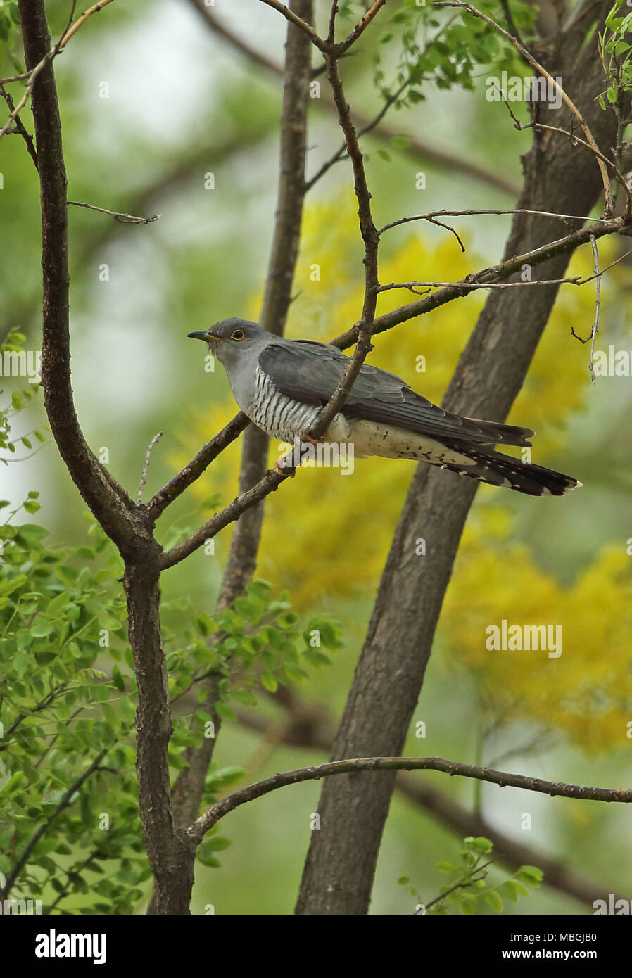 Oriental Cuckoo (Cuculus optatus) adult pearched on branch Hebei, China ...