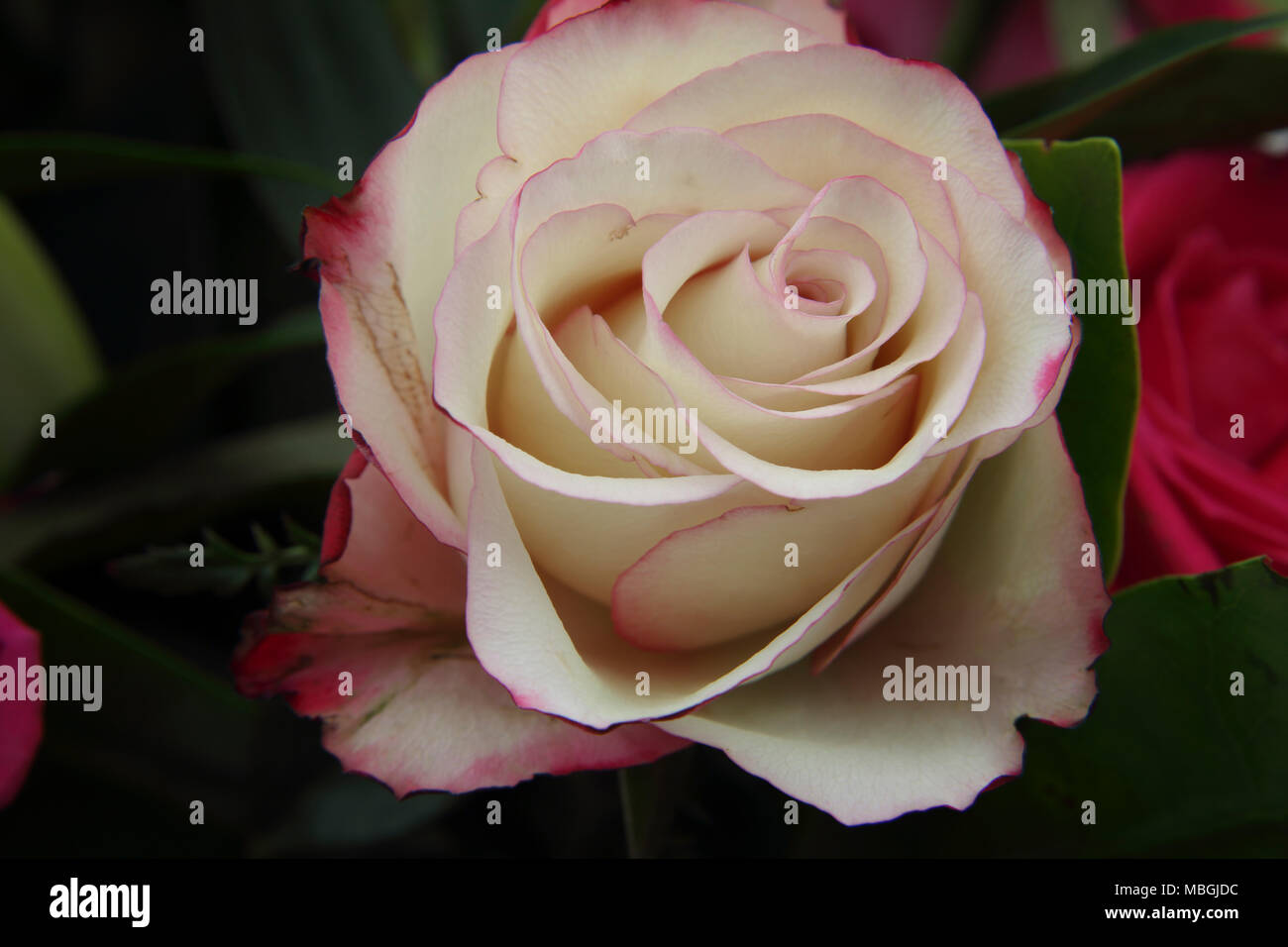 Peach coloured petals hi-res stock photography and images - Alamy