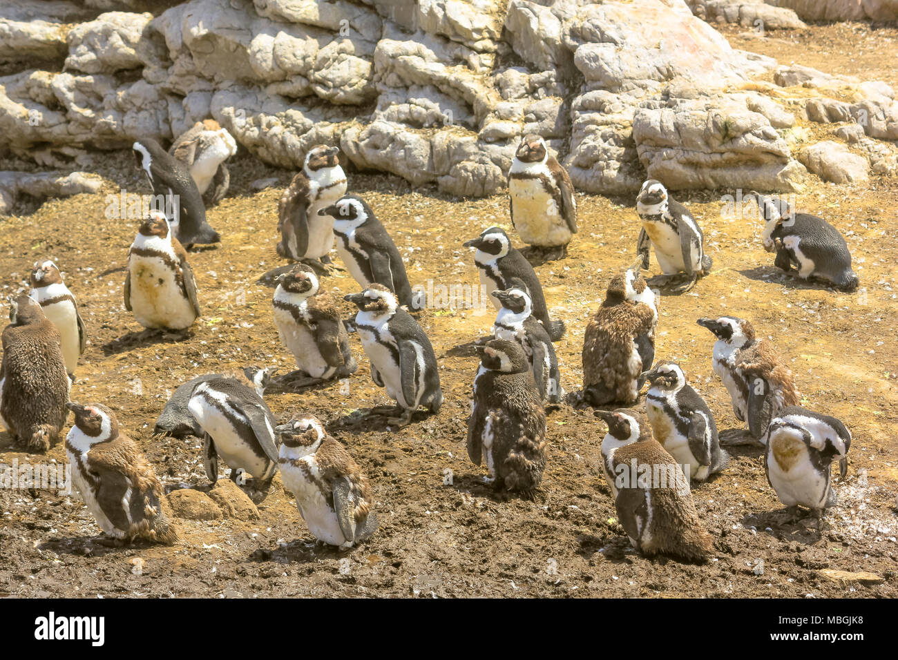 African penguins colony at Stony Point near Betty's Bay, Western Cape ...