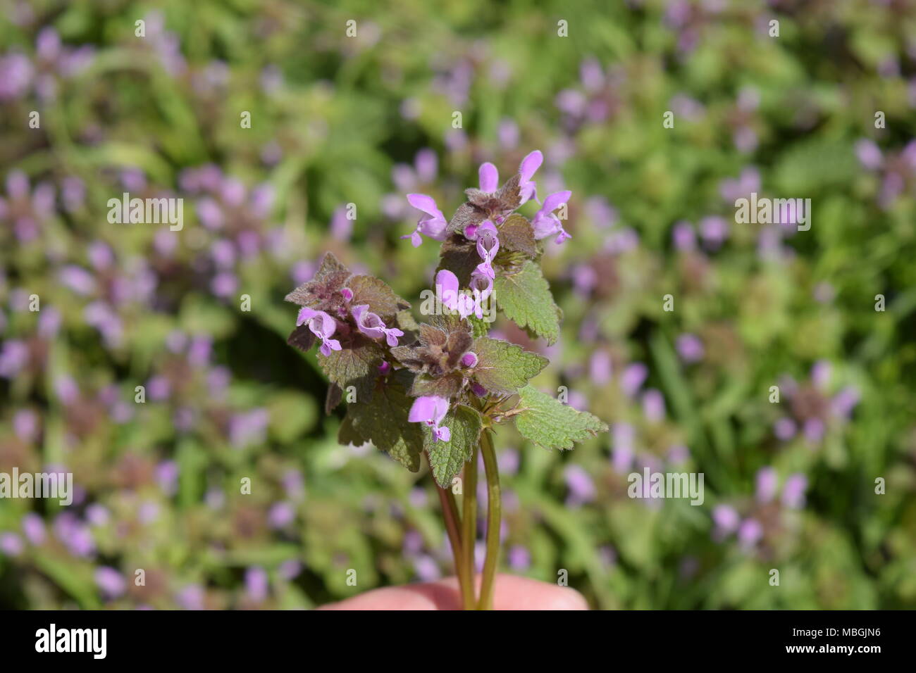 Lamium purpureum blooming in the garden. Medicinal plants Stock Photo ...