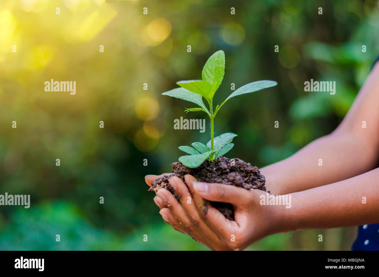 In the hands of trees growing seedlings. Bokeh green Background Female ...