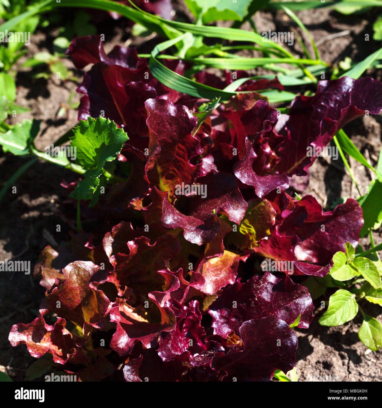 Red salad lettuce (Lactuca sativa) growing in garden at sun spring day ...