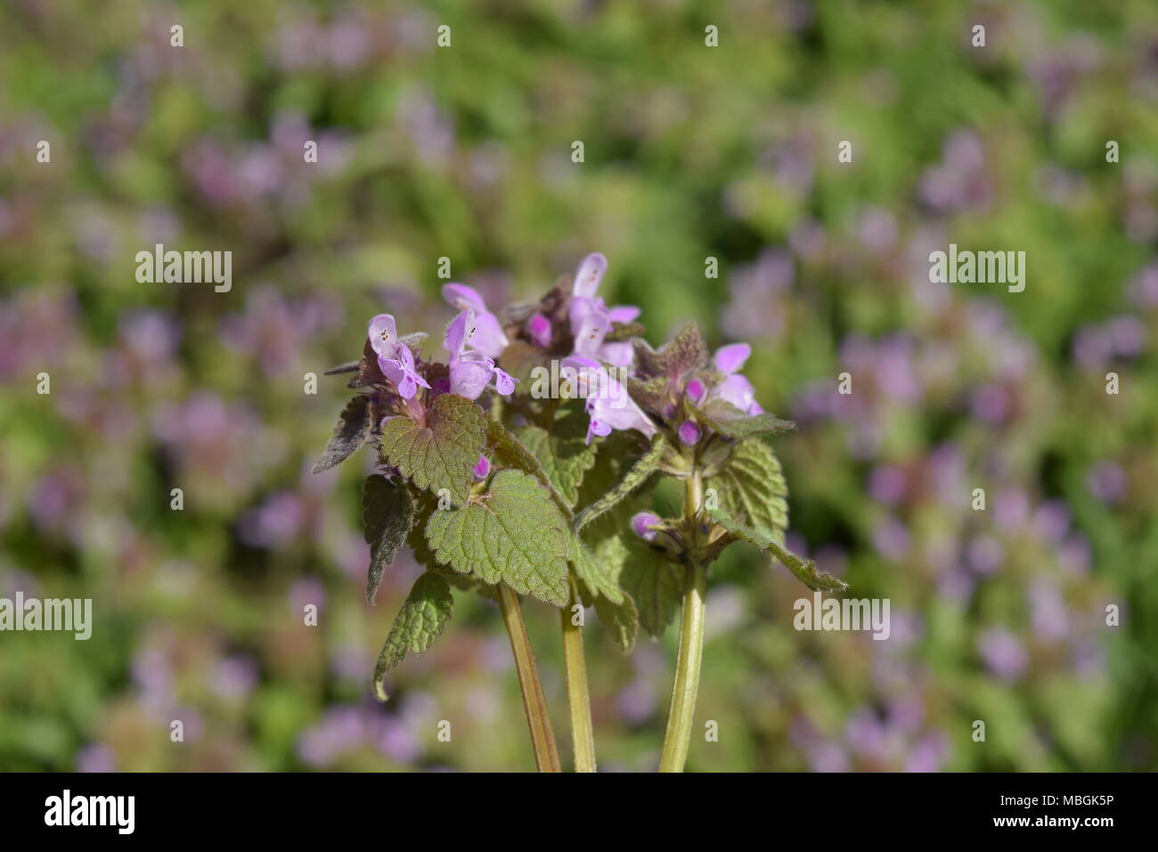 Lamium purpureum blooming in the garden. Medicinal plants Stock Photo ...