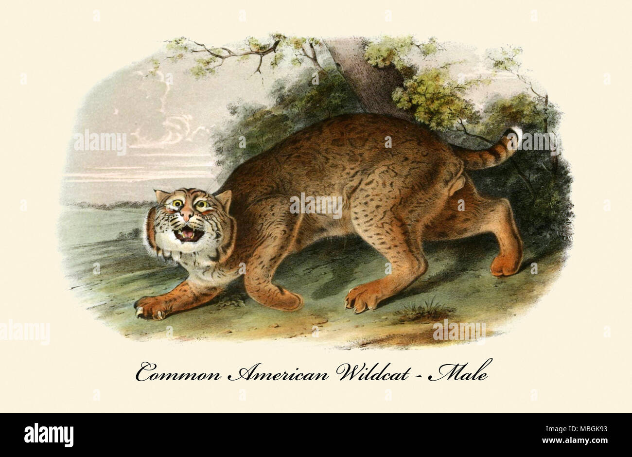 Common American Wildcat-Male Stock Photo - Alamy