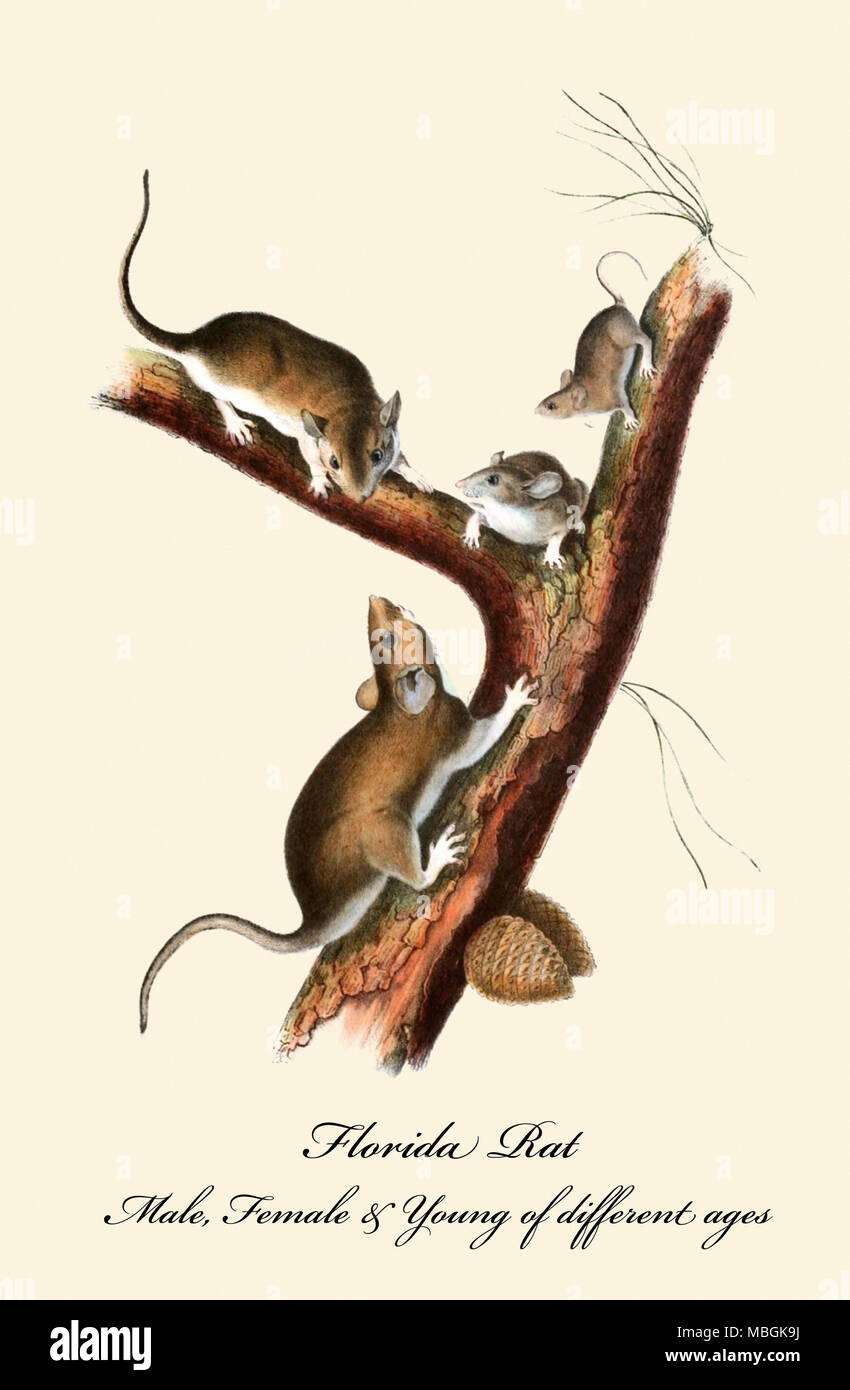 Florida Rat-Male, Female and young of different ages Stock Photo - Alamy